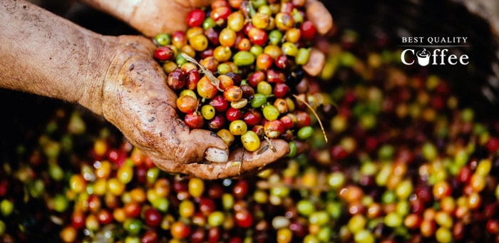 How The Pandemic Has Infected the Coffee Industry Worldwide - Best ...