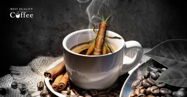 Are There Bugs in My Coffee? - Best Quality Coffee