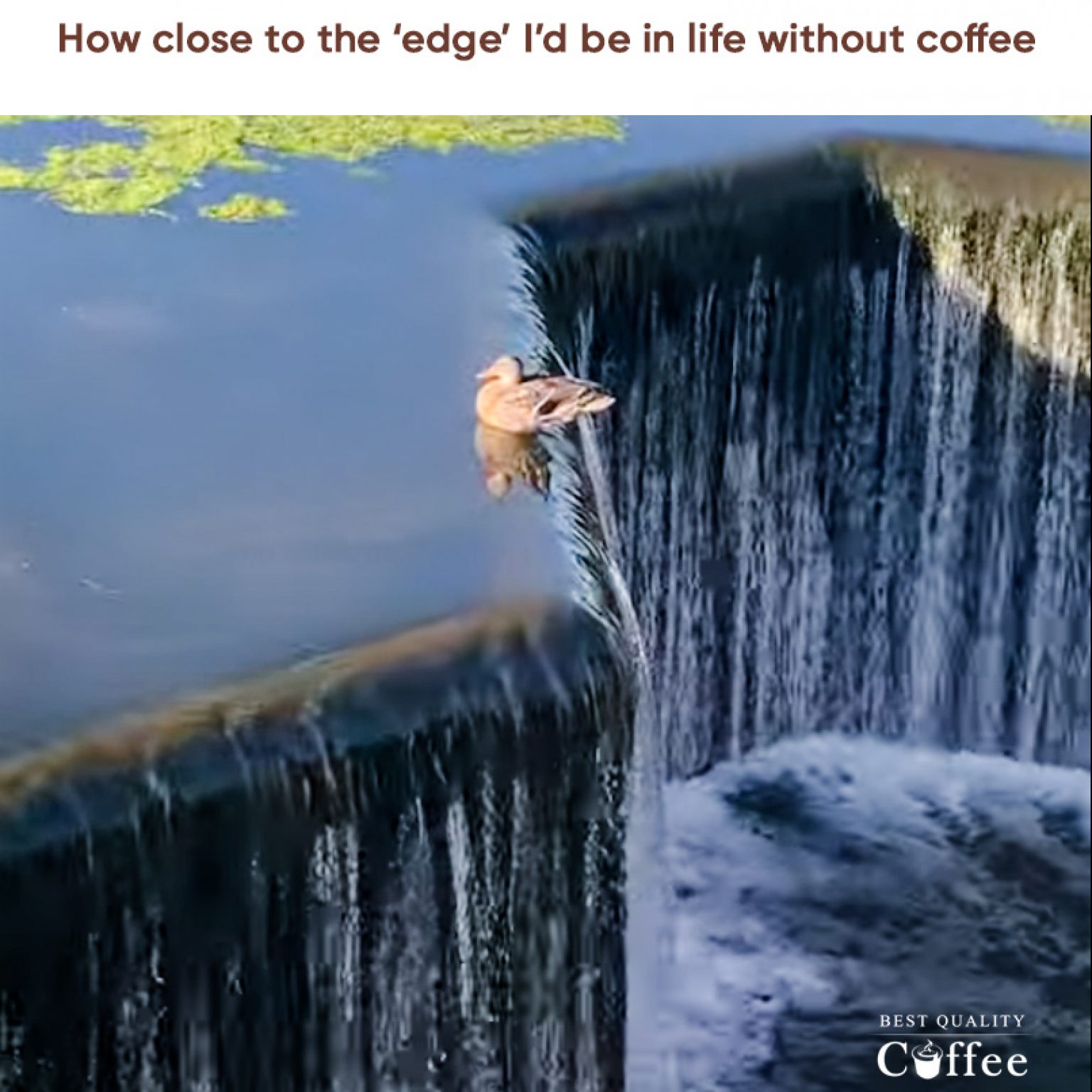 Best Coffee Memes to Make You Smile - Best Quality Coffee