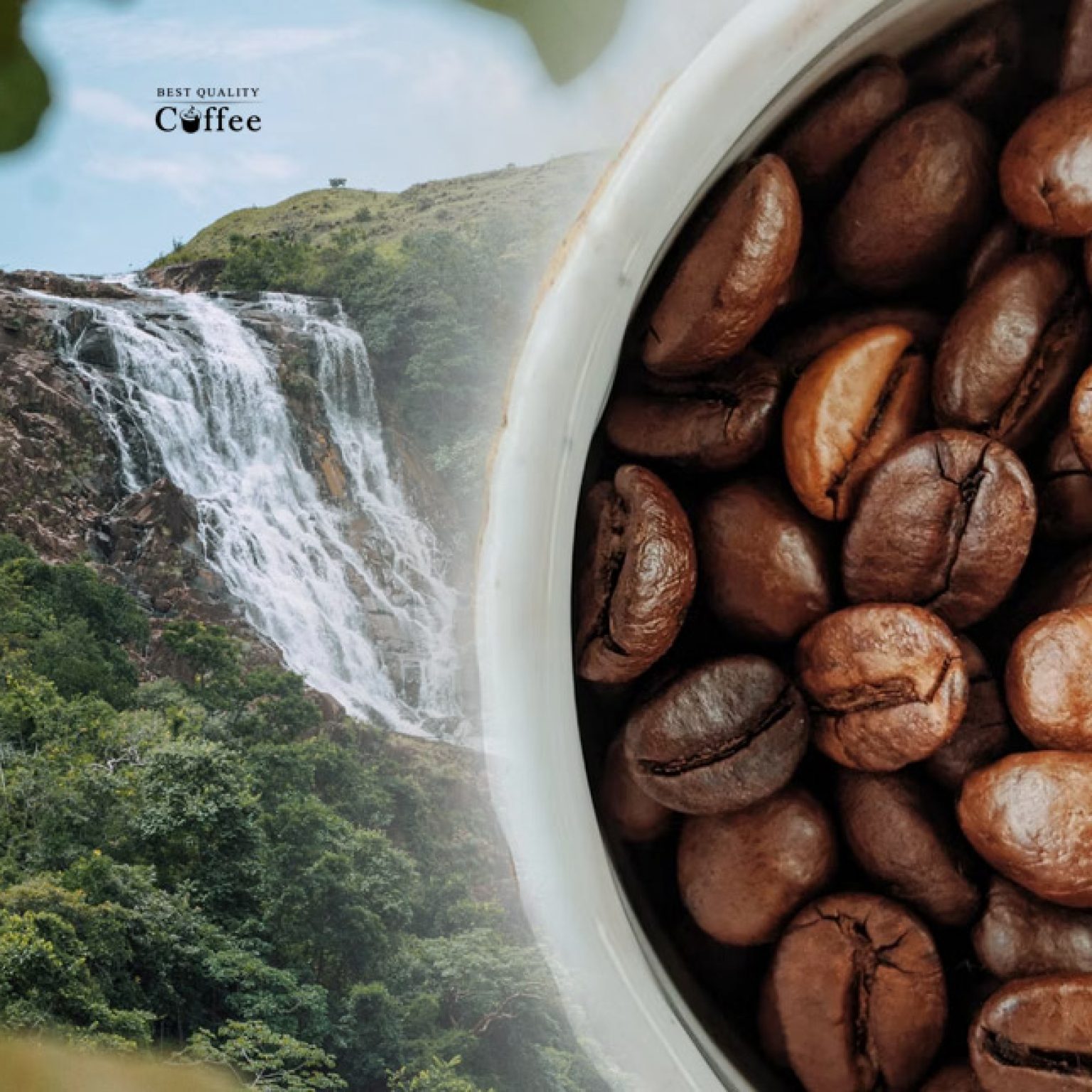 Best Geisha Coffee (aka Gesha Coffee) of 2024 - Best Quality Coffee