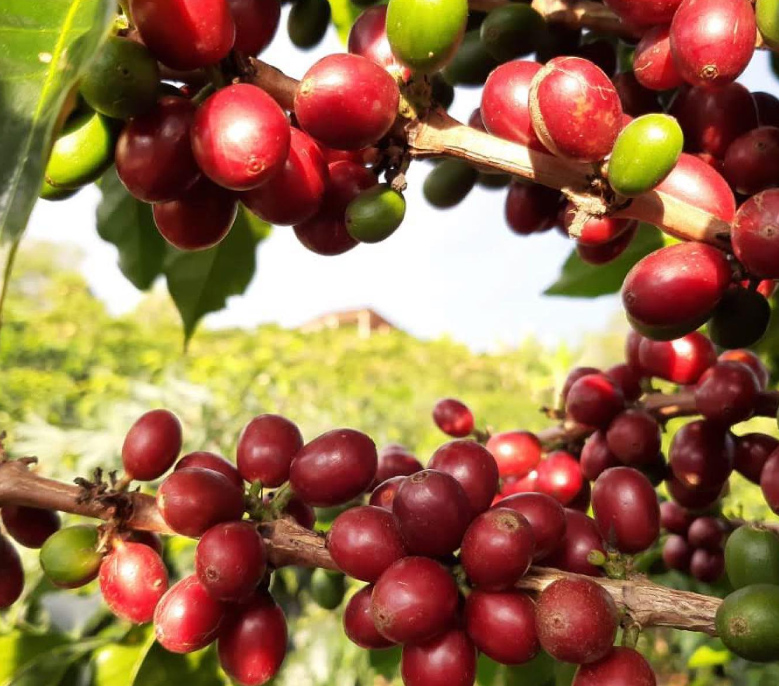 Quintal Coffee Review - A Subscription Worth Your While - Best Quality ...