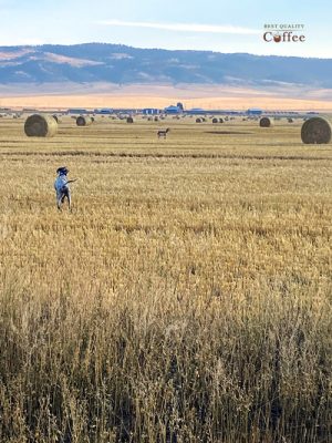 Java House Cold Brew and Coffee Pods Review - Is it Worth a Try? - Best ...