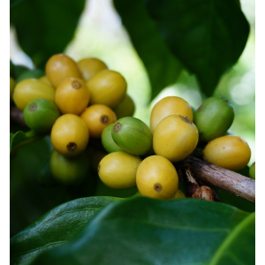 Big Island Roasters Yellow Bourbon 100% Ka'u Coffee - Best Quality Coffee