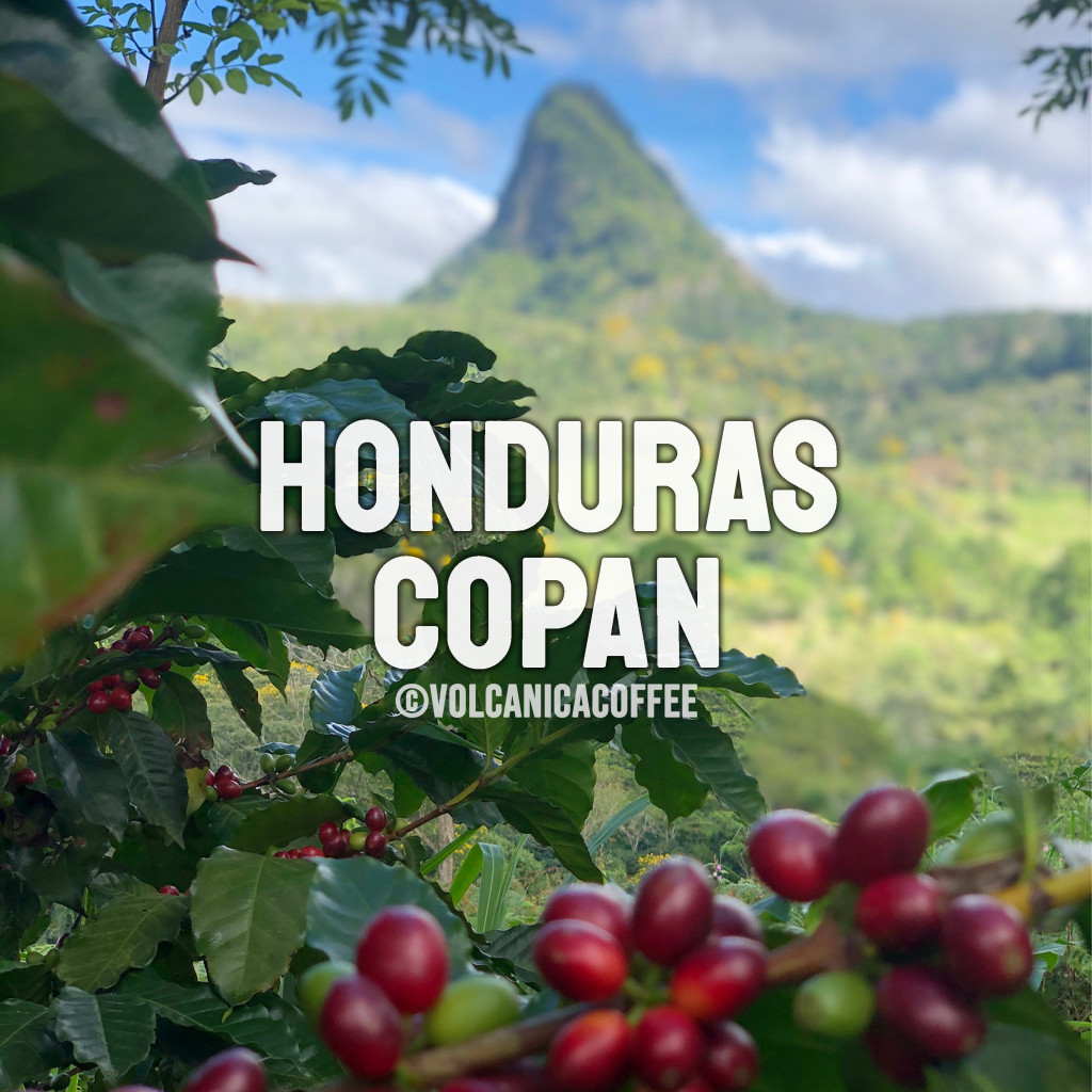 Honduras Coffee Copan - Best Quality Coffee