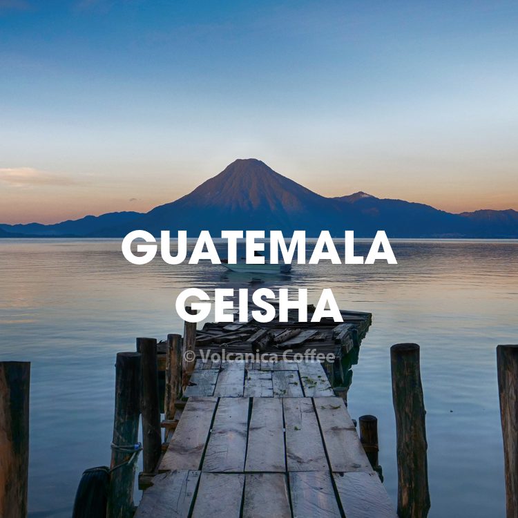 Guatemala Geisha Coffee, Finca El Pinal - Best Quality Coffee