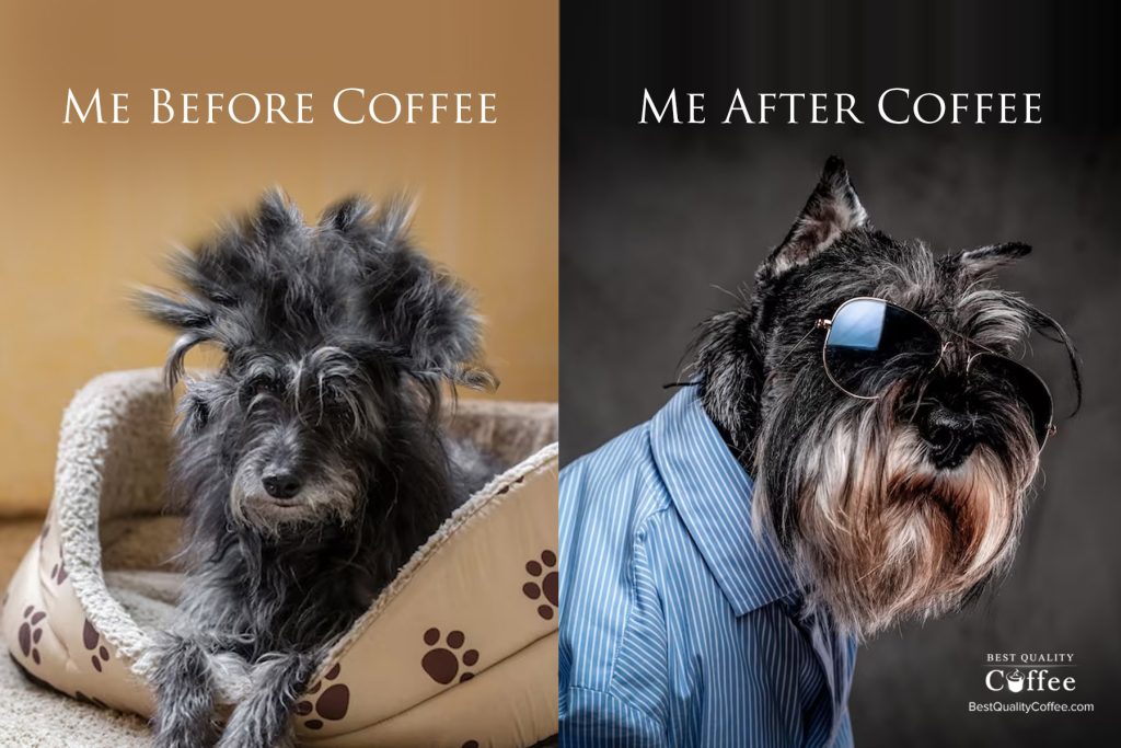Best Coffee Memes to Make You Smile - Best Quality Coffee