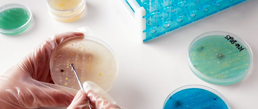 Best Mold Free Coffee and Mycotoxin Free Coffee [2024]