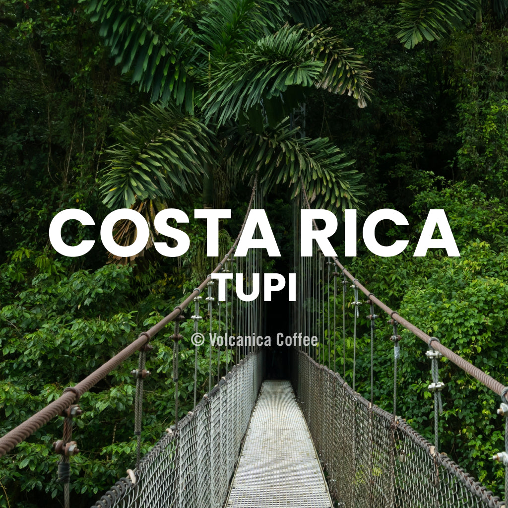 Costa Rica Tupi Coffee - Best Quality Coffee