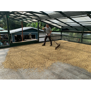 Kona Red Bourbon - Best Quality Coffee