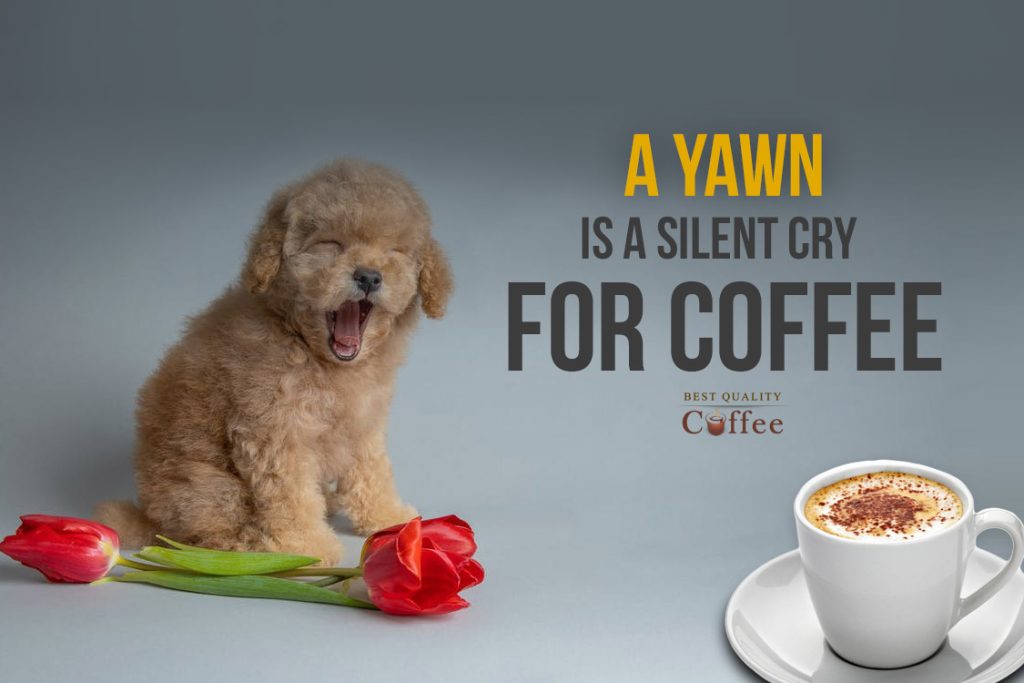 Hey Pumpkin Coffee Review - Best Quality Coffee