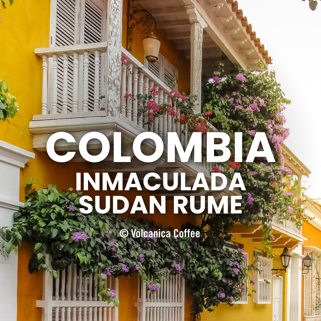 Colombia Sudan Rume, Finca La Inmaculada - Best Quality Coffee