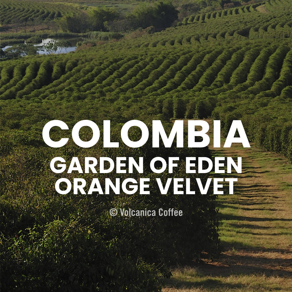 Colombia Private Estate Coffee, Jardines Del Eden Felipe Arcila, Orange ...